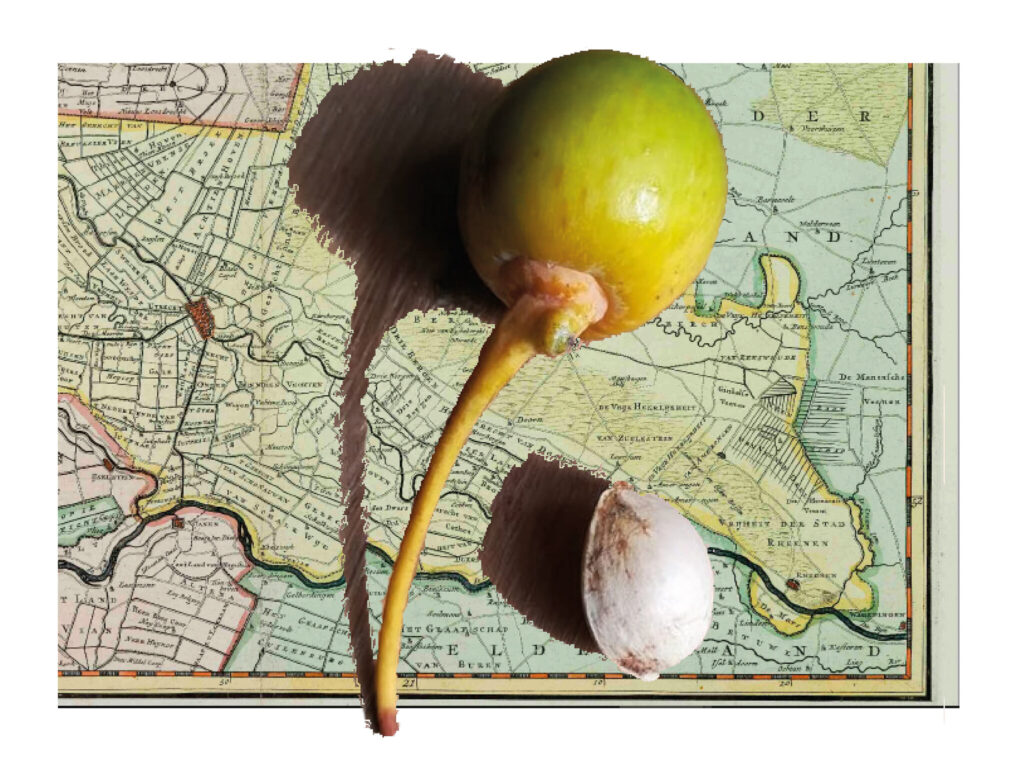 Formations: Plants Beyond Empire – Seeds of Time with Claire Reddleman ...